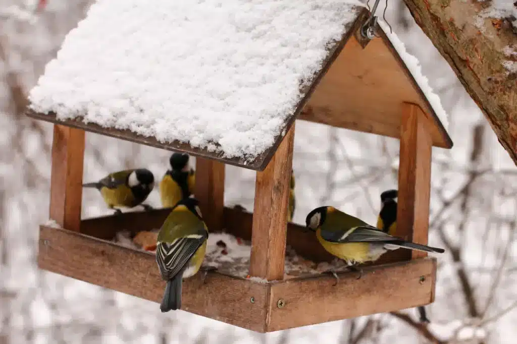 How Do Birds Survive Winter | How They Keep Warm | Earth Life