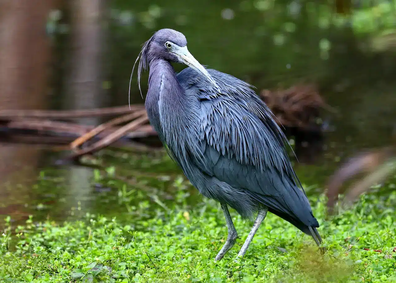 Little Blue Herons (Egretta caerulea) Information | Earth Life
