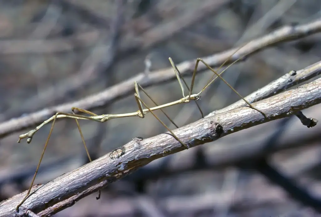 Northern Walking Stick Diapheromera Femorata Earth Life