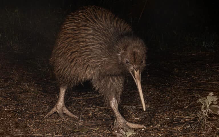 Amazing Animals of New Zealand - 10 Native Animals | Earth Life